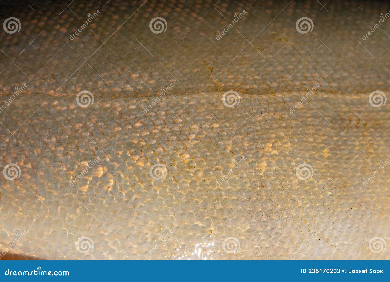 Fish Scales Abstract Texture. Surface Backdrop. Scale Effect Pattern ...