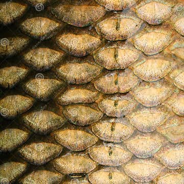 Fish scales - close up. stock photo. Image of marinelife - 25038868
