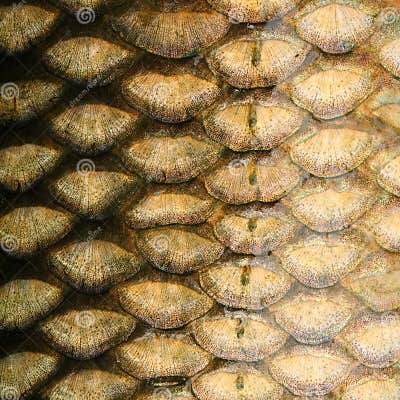 Fish scales - close up. stock photo. Image of marinelife - 25038868