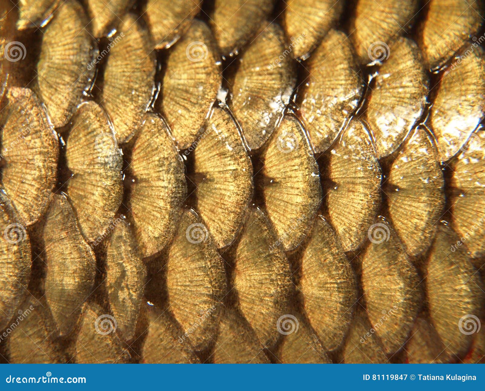 Fish scales stock image. Image of close, socialism, book - 81119847