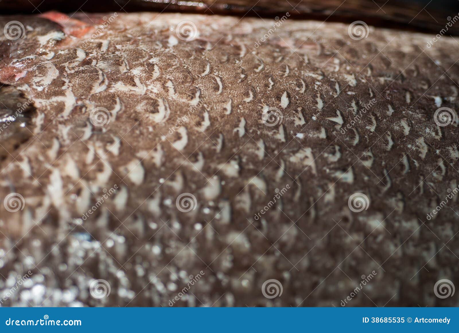 Fish of Scales Close-up Macro Shot Stock Image - Image of silver, water ...
