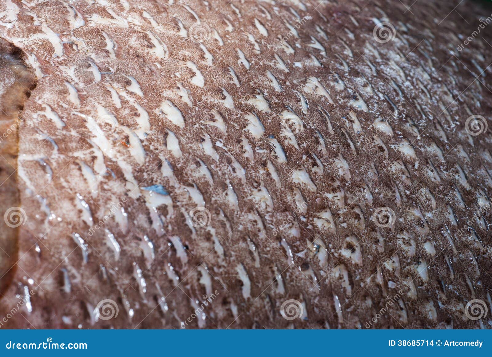 Fish of Scales Close-up Macro Shot Stock Photo - Image of textured ...