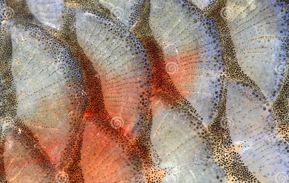 Fish scales - closeup. stock photo. Image of catch, ocean - 18935078