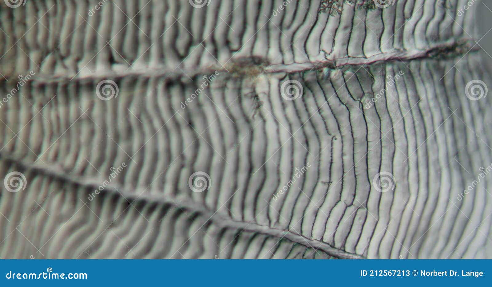 Fish Scales at High Magnification Stock Video - Video of waves, close ...