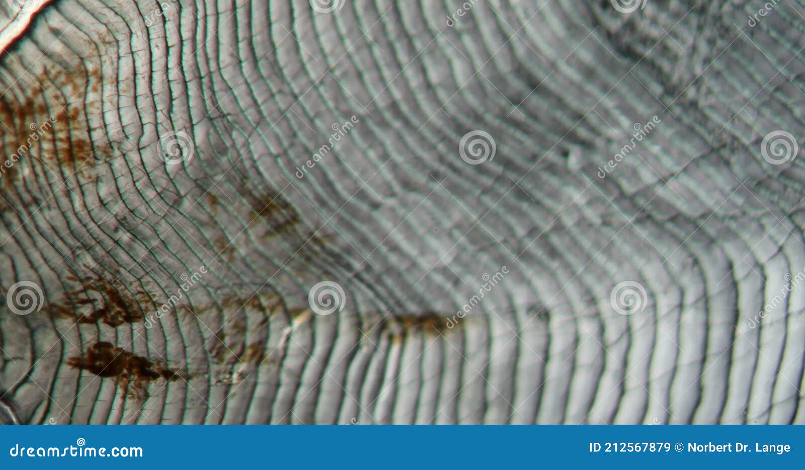 Fish Scales at High Magnification Stock Video - Video of creek, spikes ...