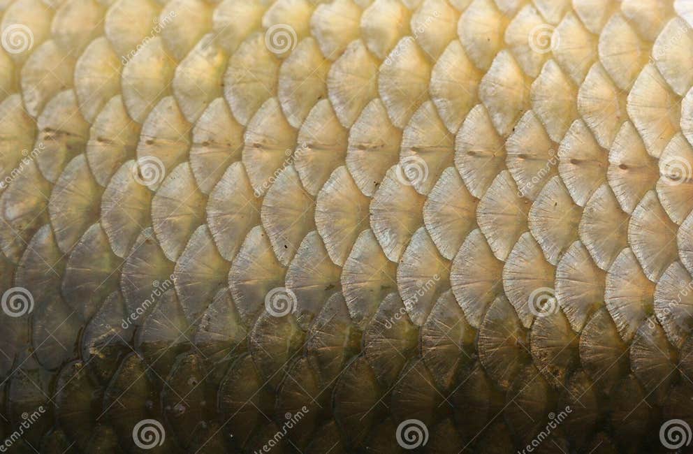 Fish Scales Macro Closeup stock image. Image of animal - 22183087