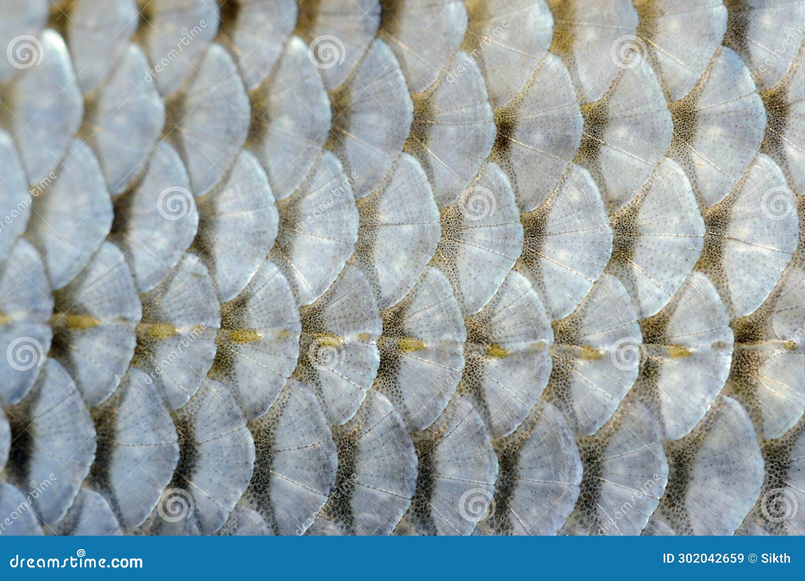 Fish Scales Macro stock image. Image of marine, nature - 302042659
