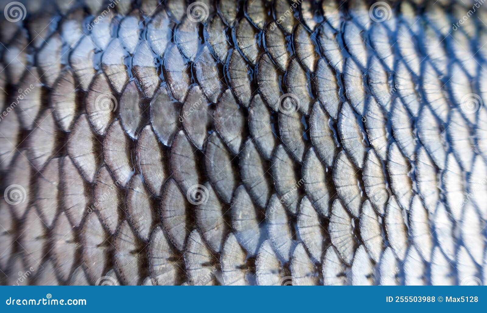 Blue Orfe Stock Photos - Free & Royalty-Free Stock Photos from Dreamstime