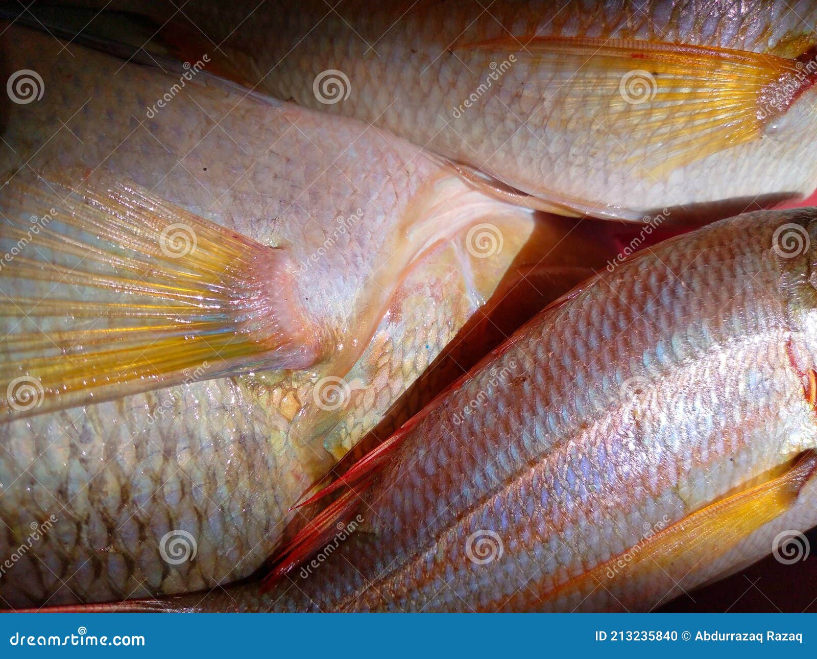 Red fish stock photo. Image of scales, color, abstract - 213235840