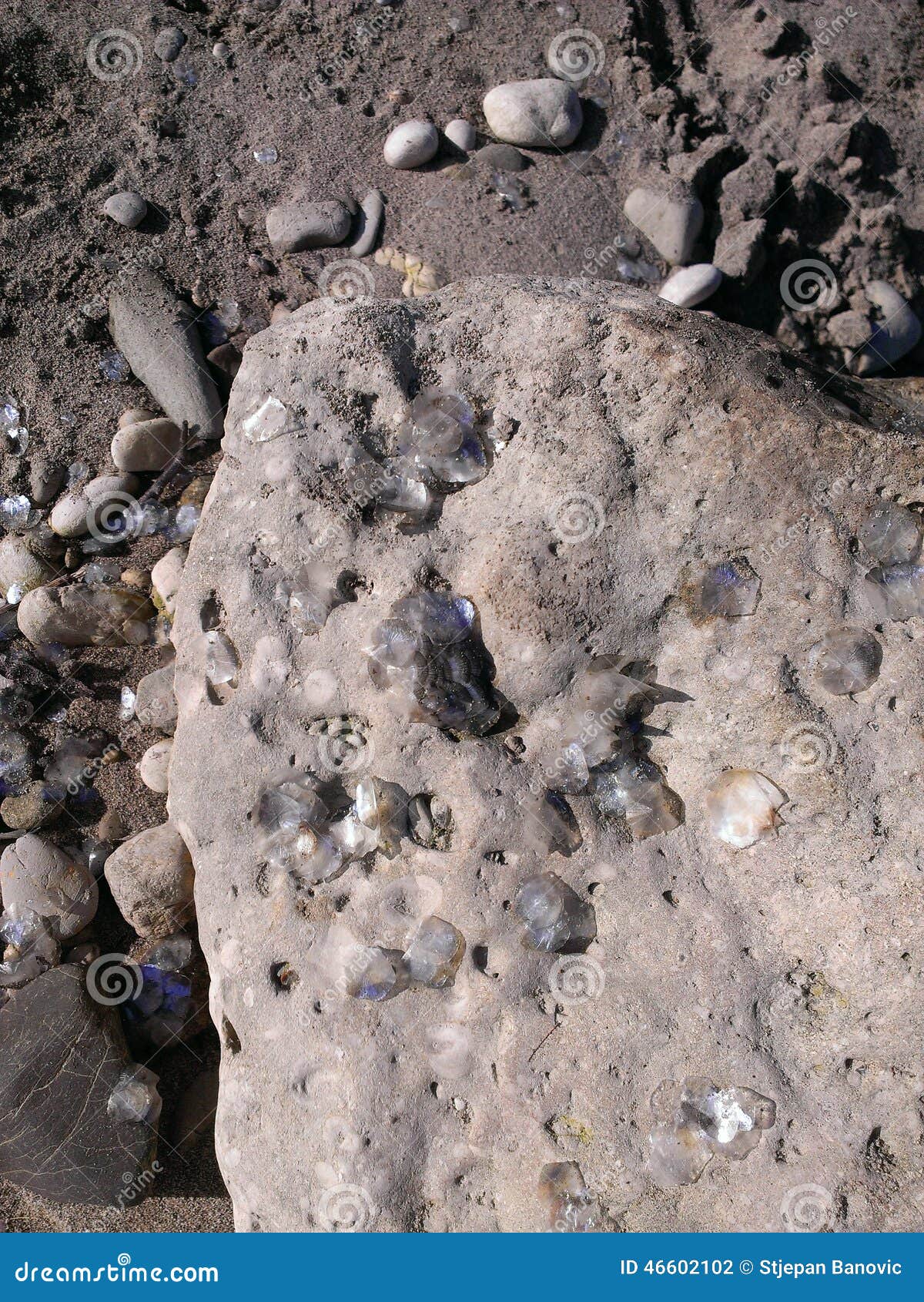 Fish scales on a rock stock photo. Image of beach, seaside - 46602102