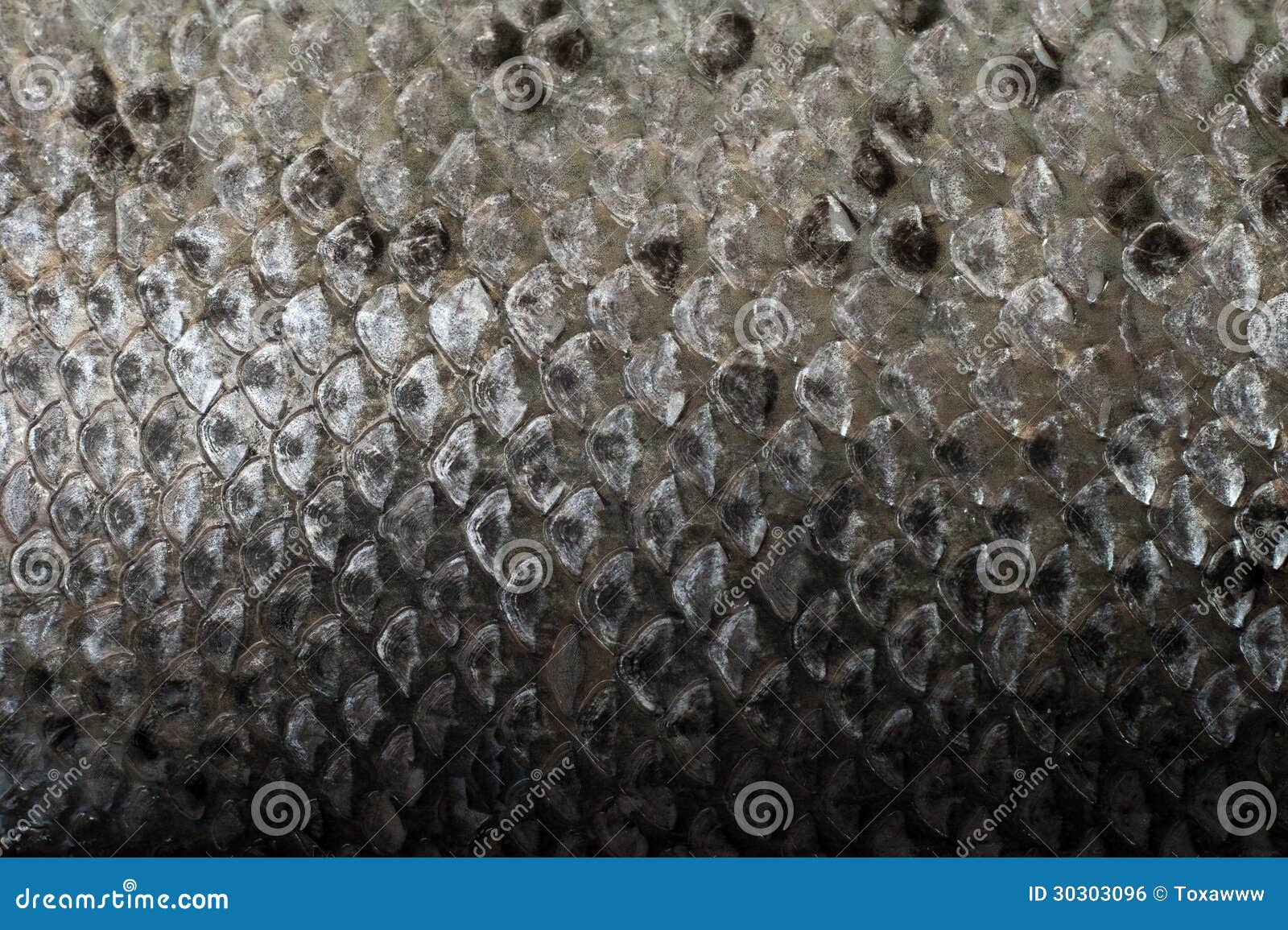 Fish scales stock photo. Image of food, fishing, closeup - 30303096