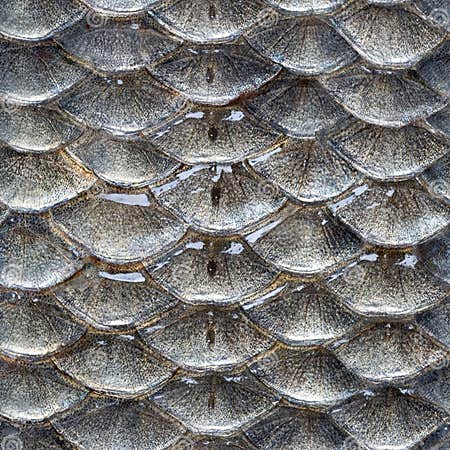 Fish Scales Seamless Pattern Stock Image - Image of animal, pattern ...