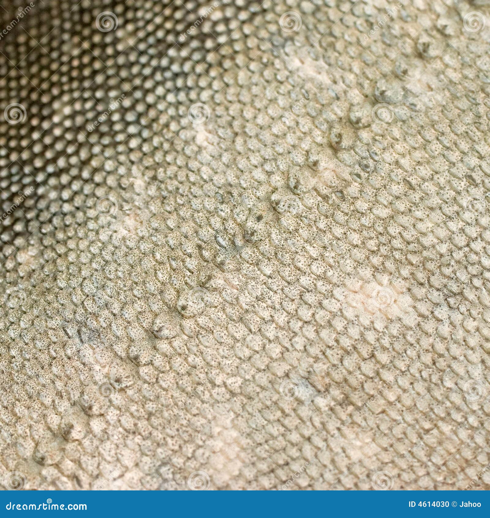 Fish Scales Texture #1 Stock Photo - Image: 4614030