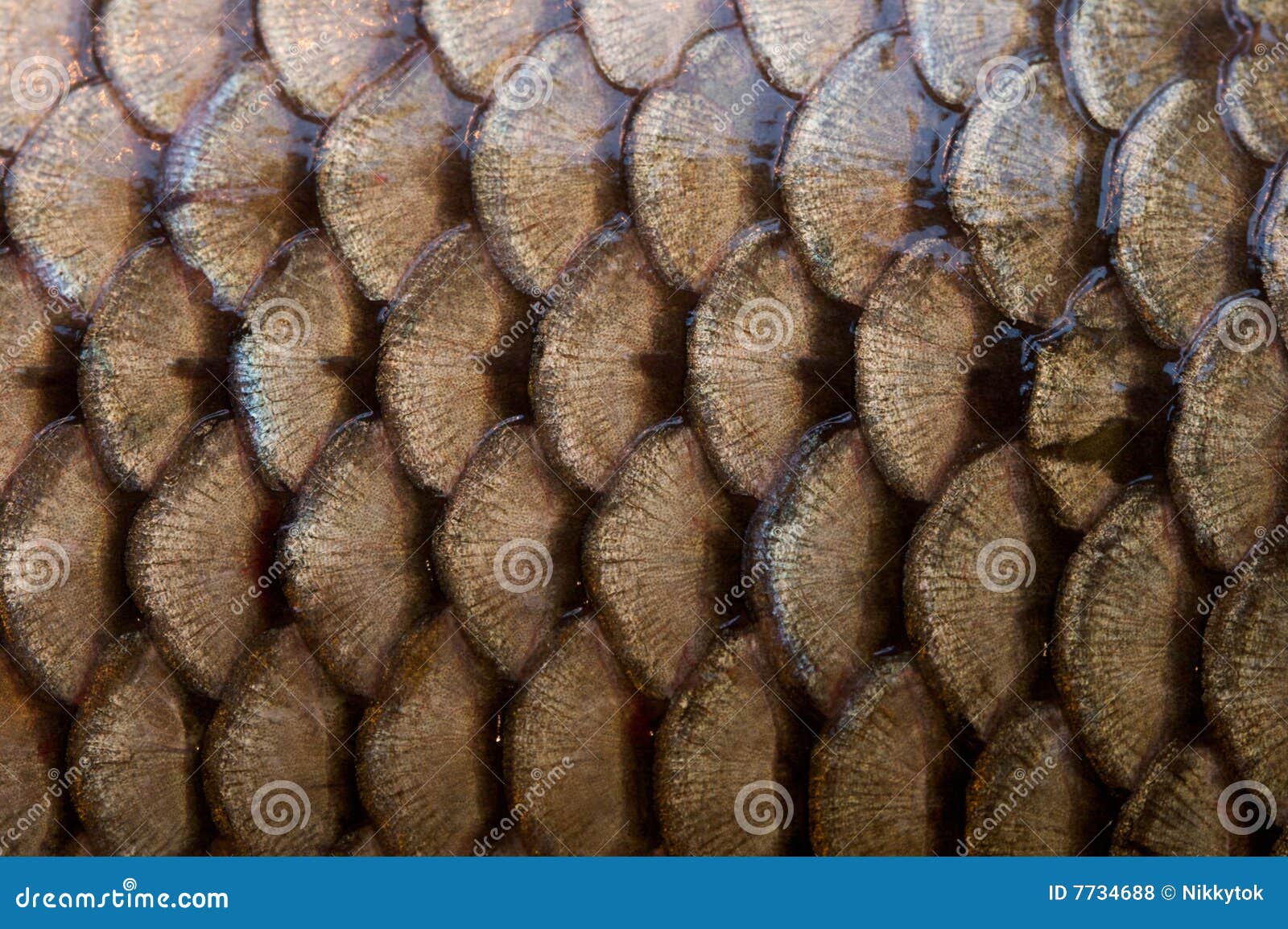 Fish scales texture stock photo. Image of nature, structure - 7734688