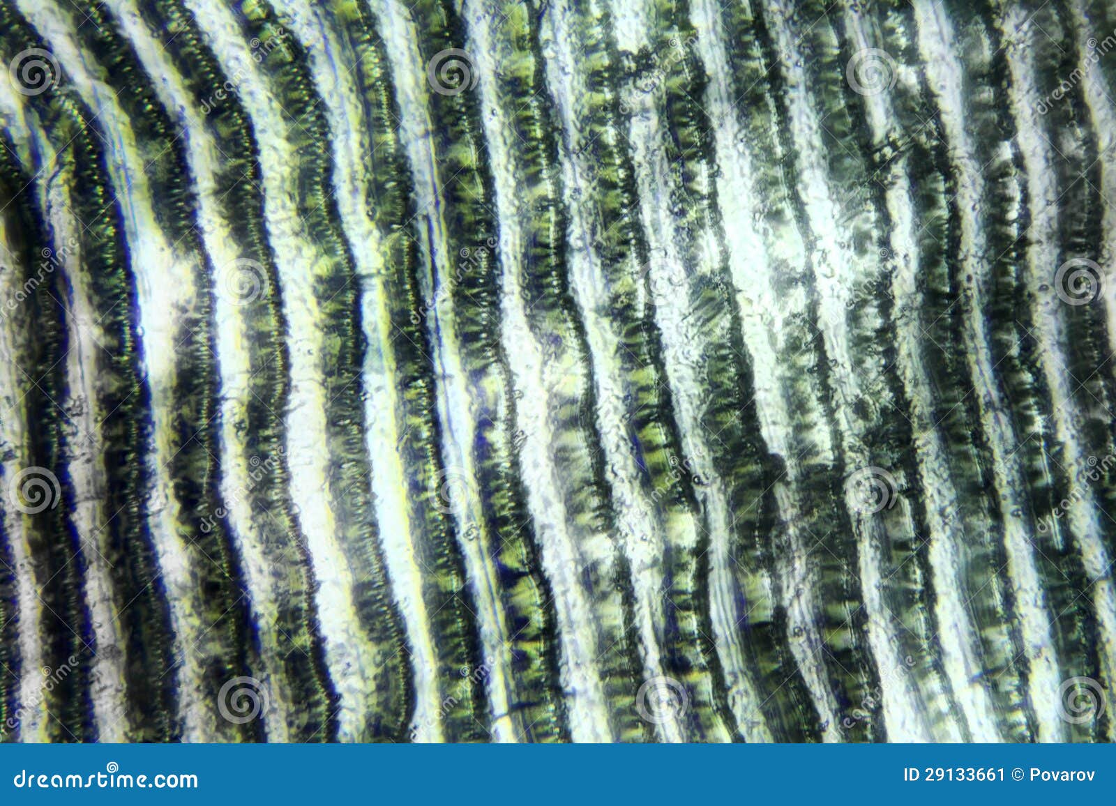 Fish Scales Under the Microscope Stock Image - Image of fishery, flow ...