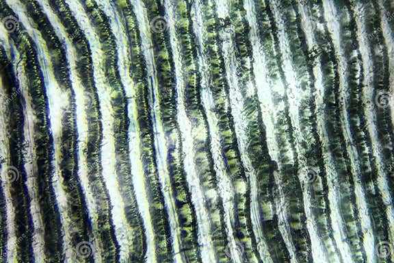 Fish Scales Under the Microscope Stock Image - Image of fishery, flow ...