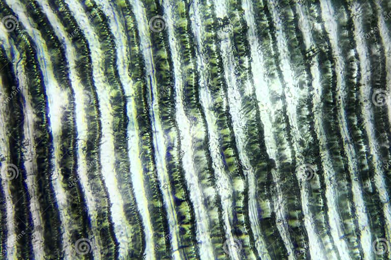 Fish Scales Under the Microscope Stock Image - Image of fishery, flow ...