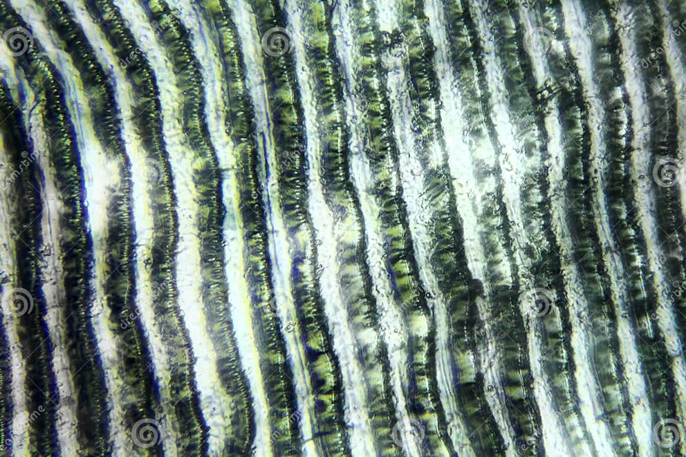 Fish Scales Under the Microscope Stock Image - Image of fishery, flow ...