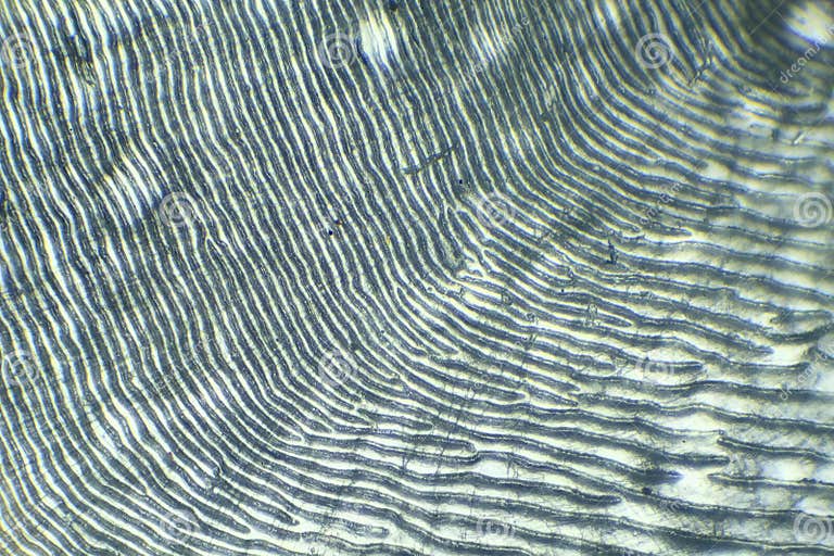 Fish Scales Under the Microscope Stock Photo - Image of fishery ...