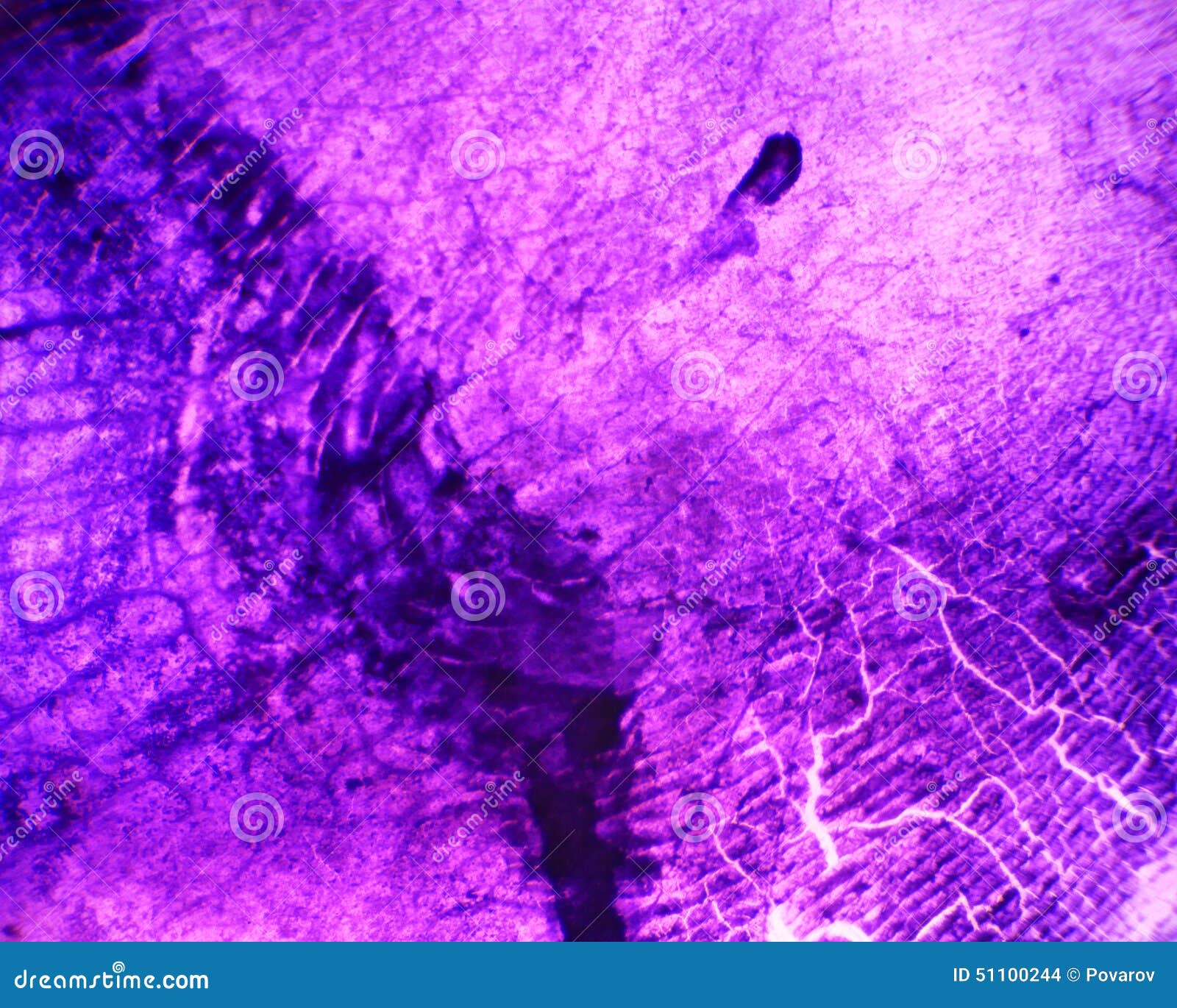 Fish Scales Under The Microscope, Background Stock Photo - Image of ...