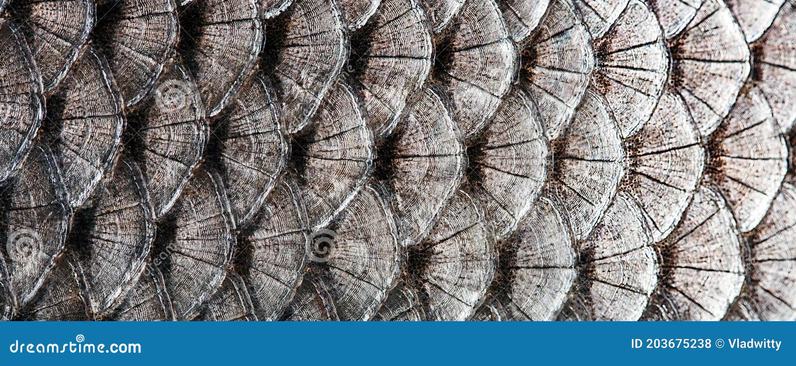 Fish Scaly Skin Texture Big Carp Scales Macro Pattern Background Stock ...