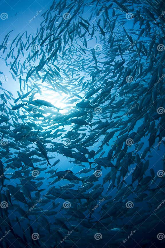 Fish School stock photo. Image of movement, activity, life - 3018628