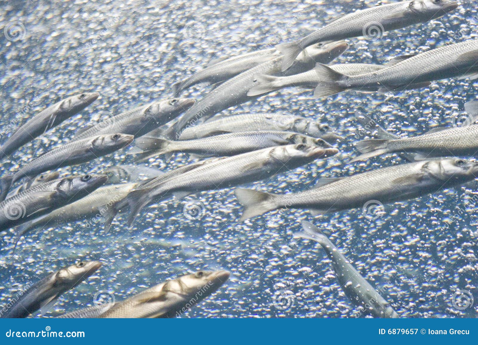 Herring School Swimming Stock Photos - Free & Royalty-Free Stock Photos ...