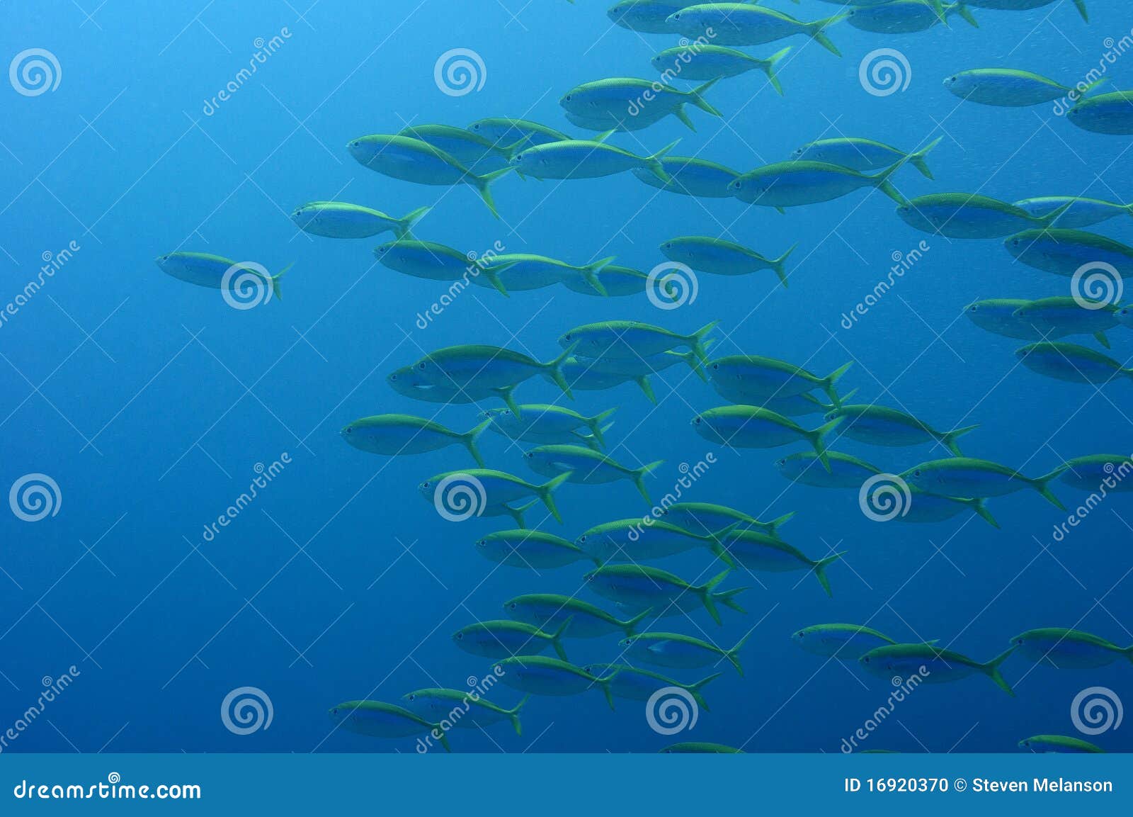 Fish School in the Big Blue Stock Photo - Image of reef, soft: 16920370