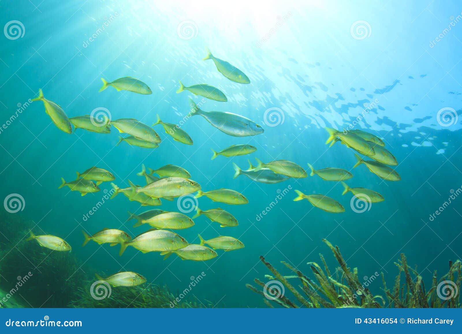 A School Of Mediterranean Fish With The Surface Visible In The ...