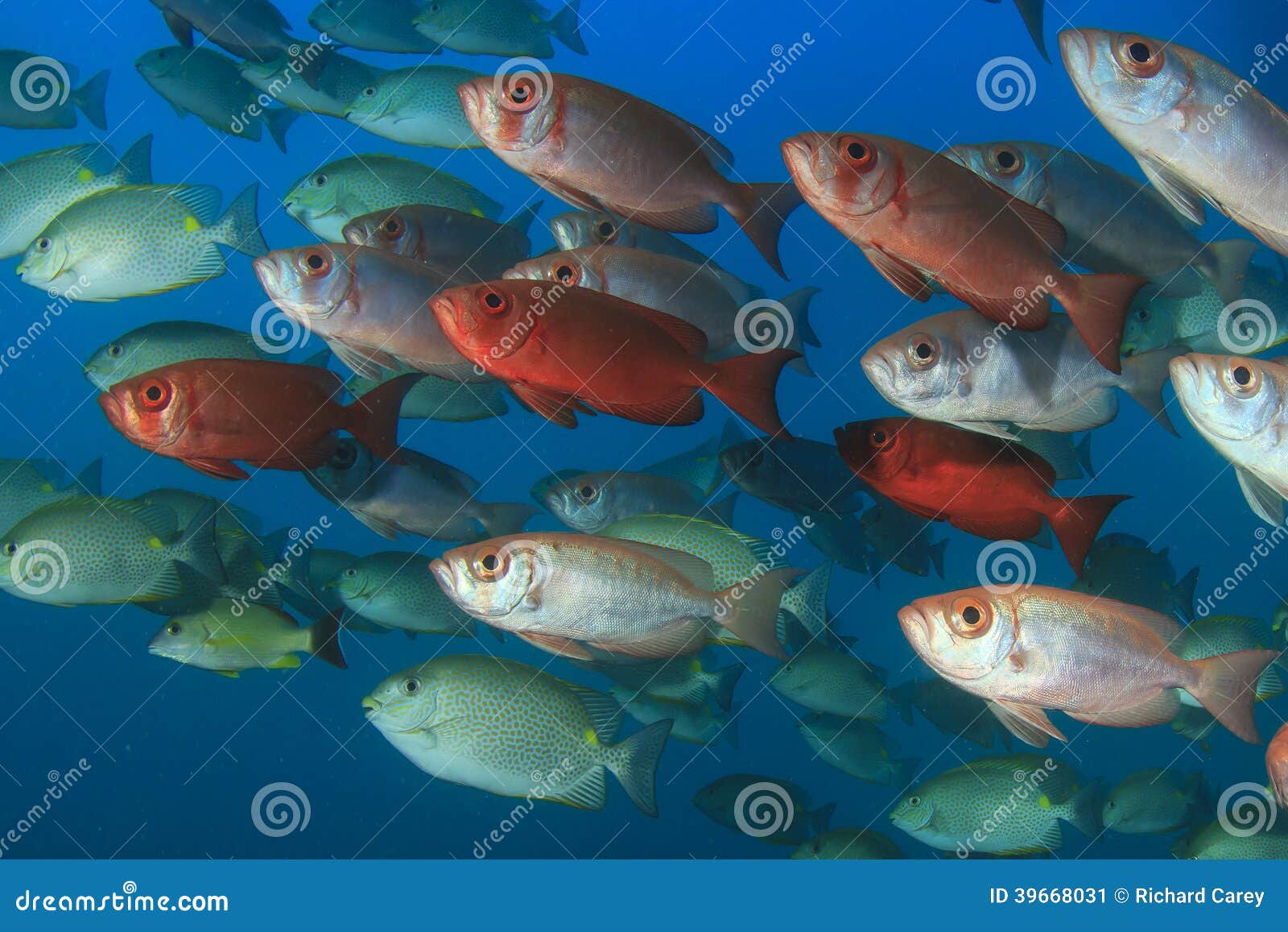 Fish school stock image. Image of maldives, shoal, sardines - 39668031
