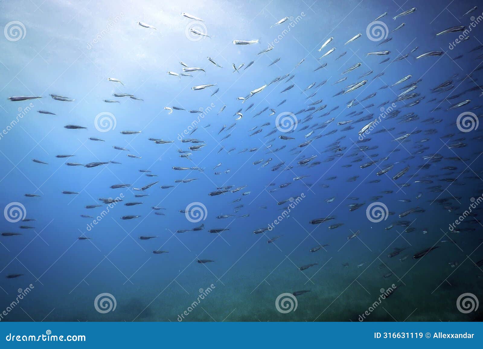 Fish School Underwater Blue Water Stock Image - Image of seashore, swim ...