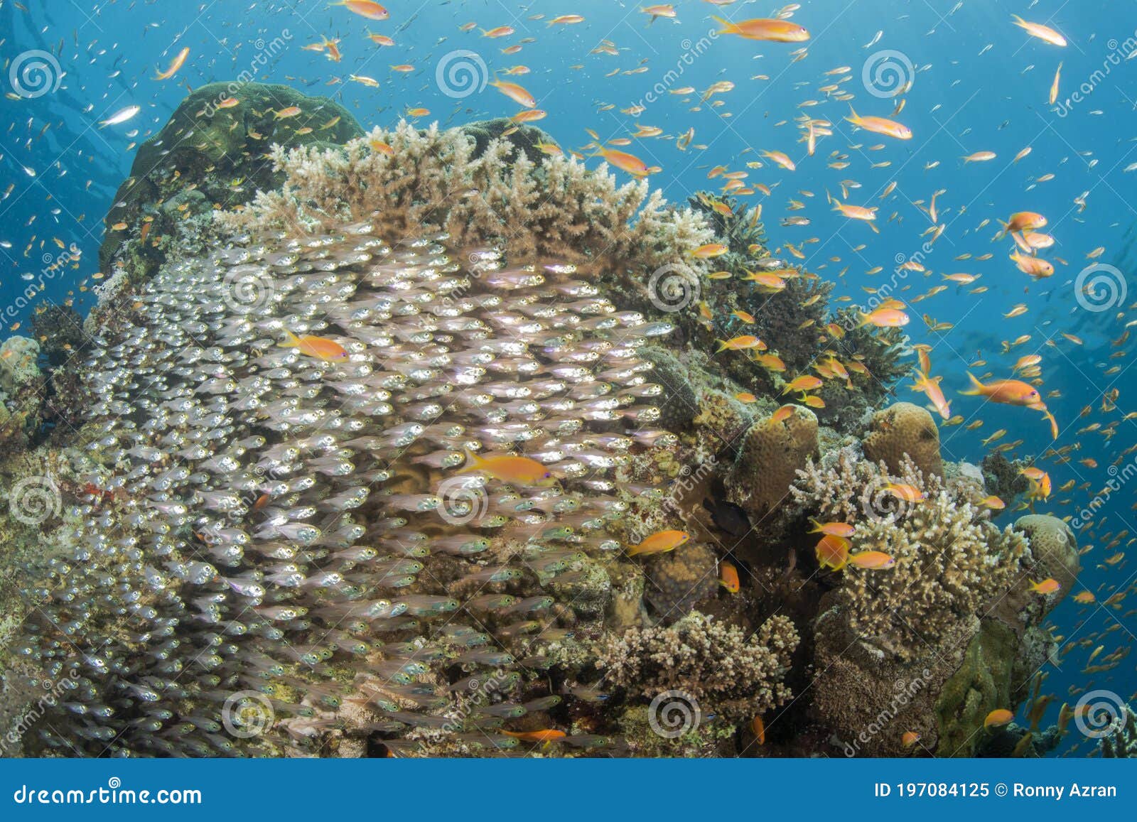Fish Schools in the Red Sea Reefs,eilat Stock Image - Image of diving ...