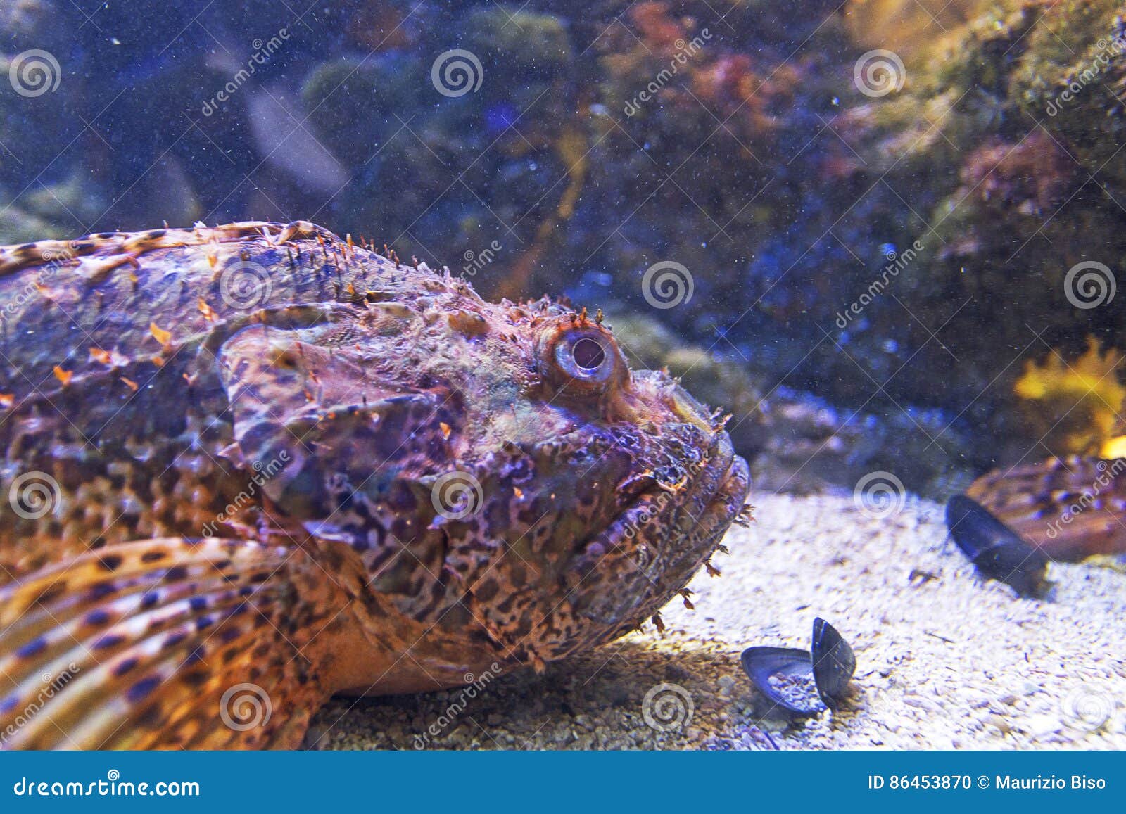 Fish Scorpion Fish Underwater Stock Photo - Image of animal, dive: 86453870