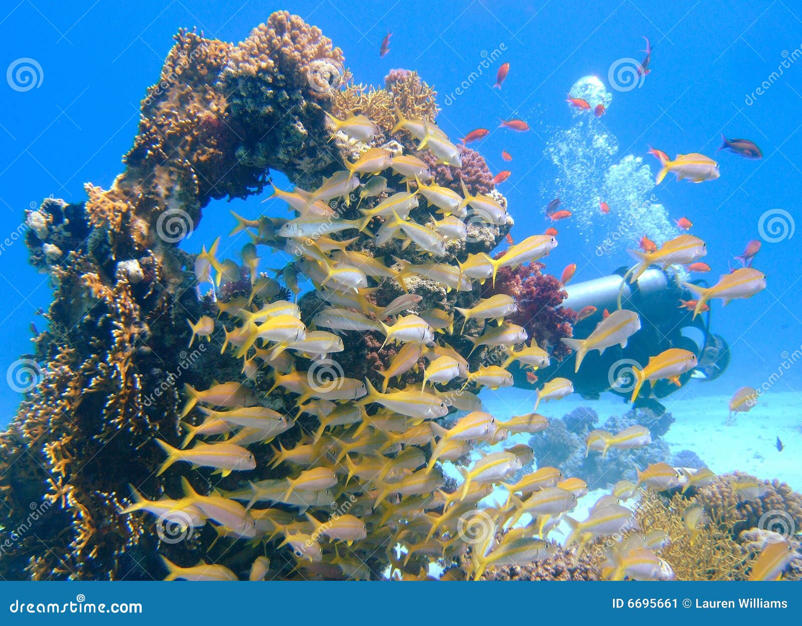 Fish and Scuba Diver Around a Rock Stock Image - Image of reef, look ...