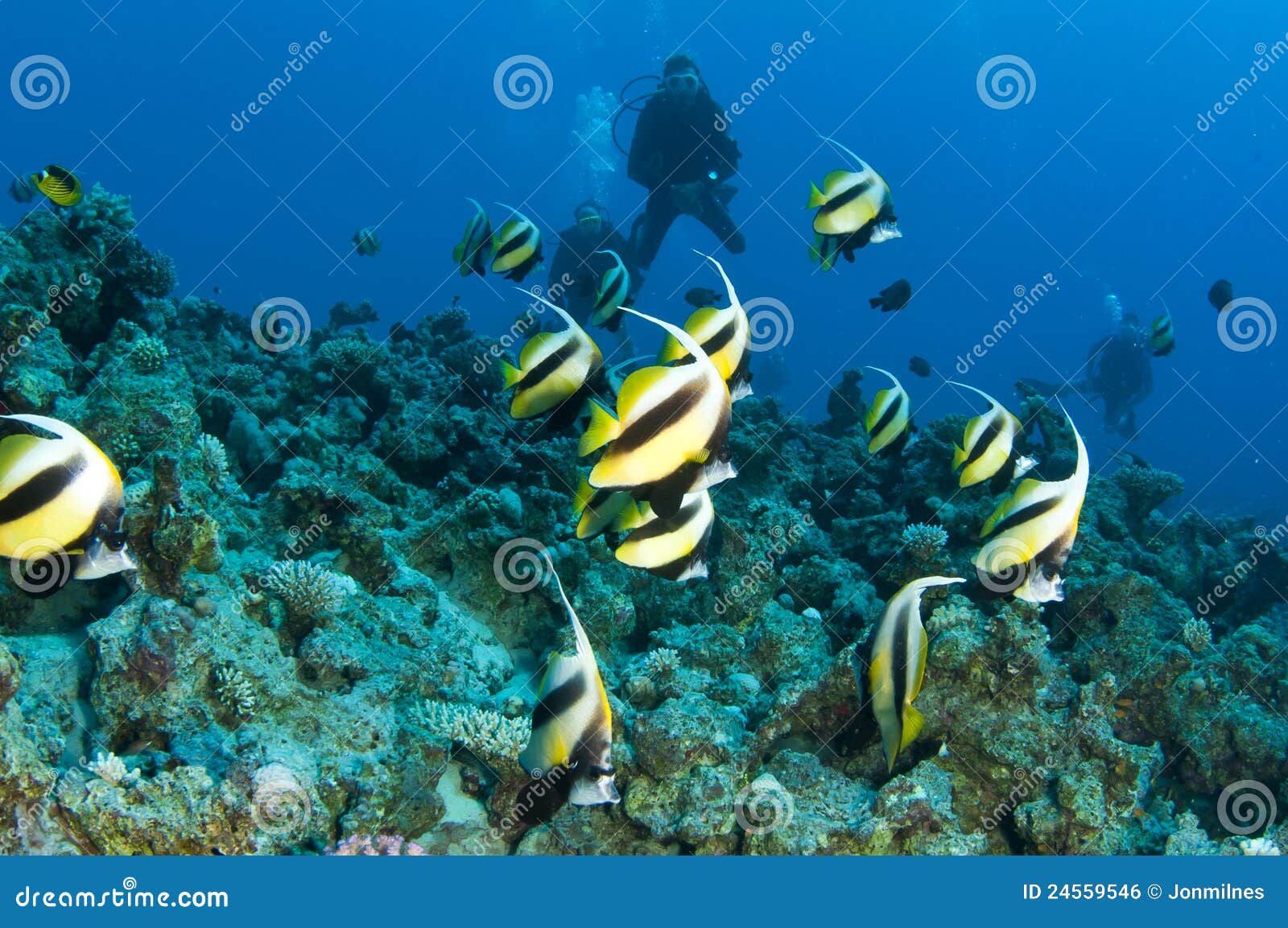 Fish and scuba divers stock photo. Image of sport, scuba - 24559546