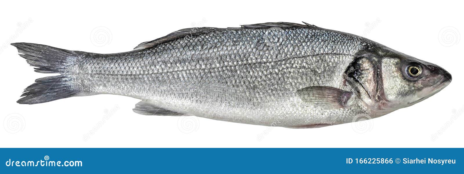 Fish Sea Bass Isolated. Side View Stock Photo - Image of labrax, alive ...