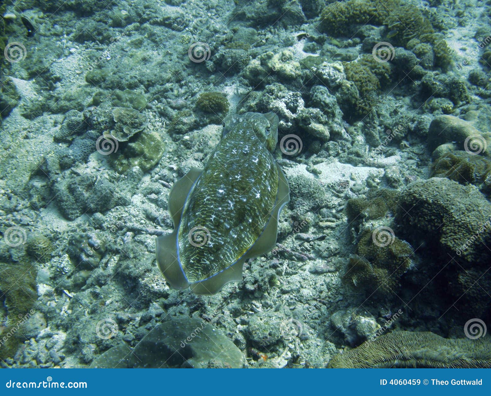 Fish on sea bottom stock image. Image of ocean, rocky - 4060459