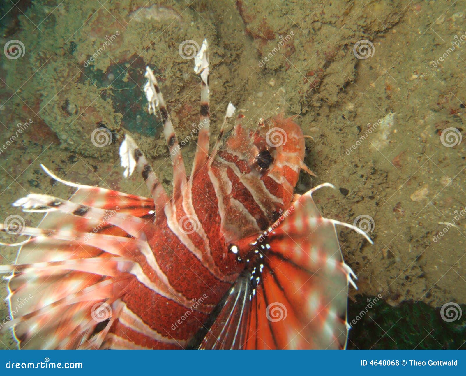 Fish on sea bottom stock photo. Image of underwater, colorful - 4640068