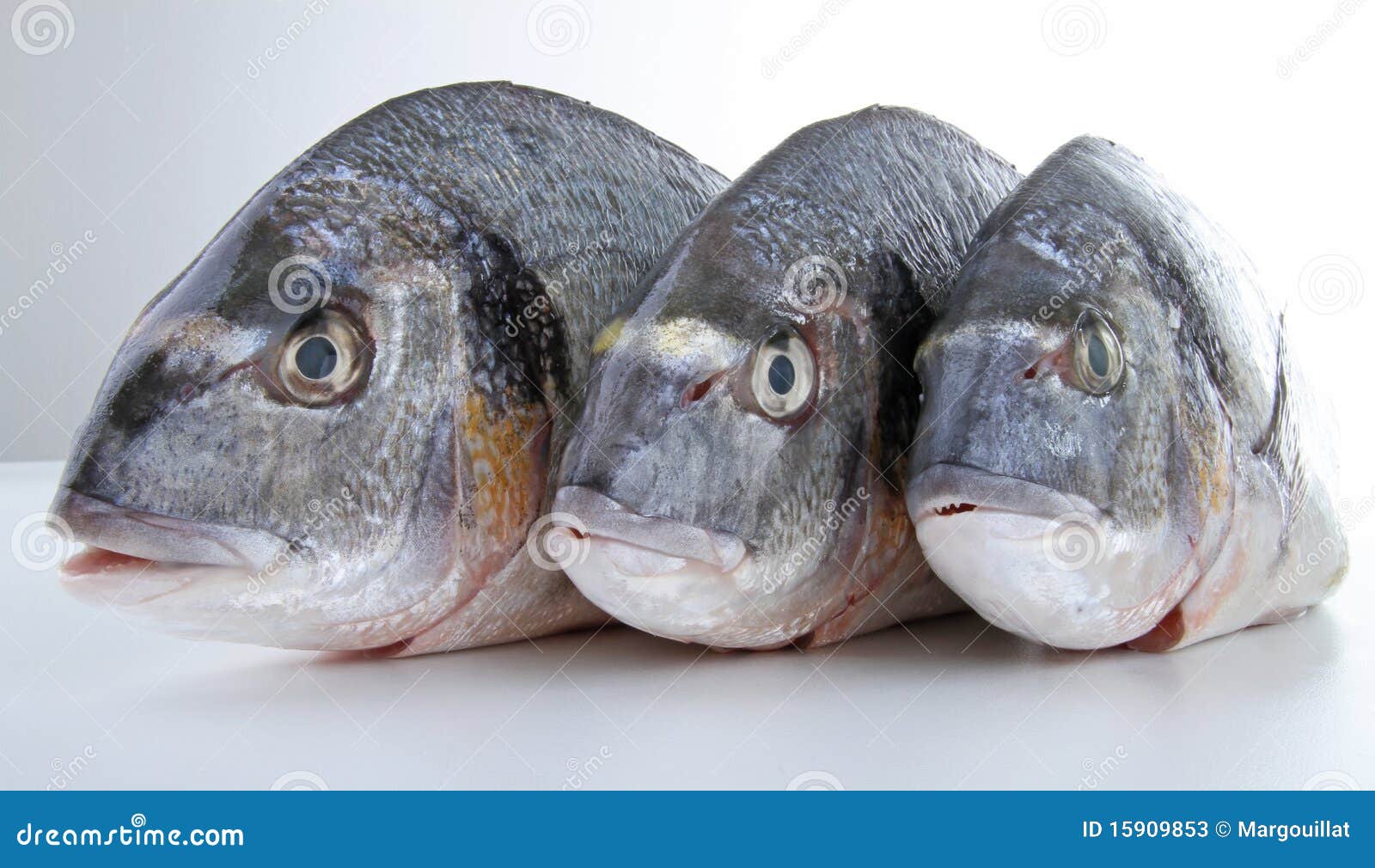 Fish, sea bream stock image. Image of fishing, bream - 15909853