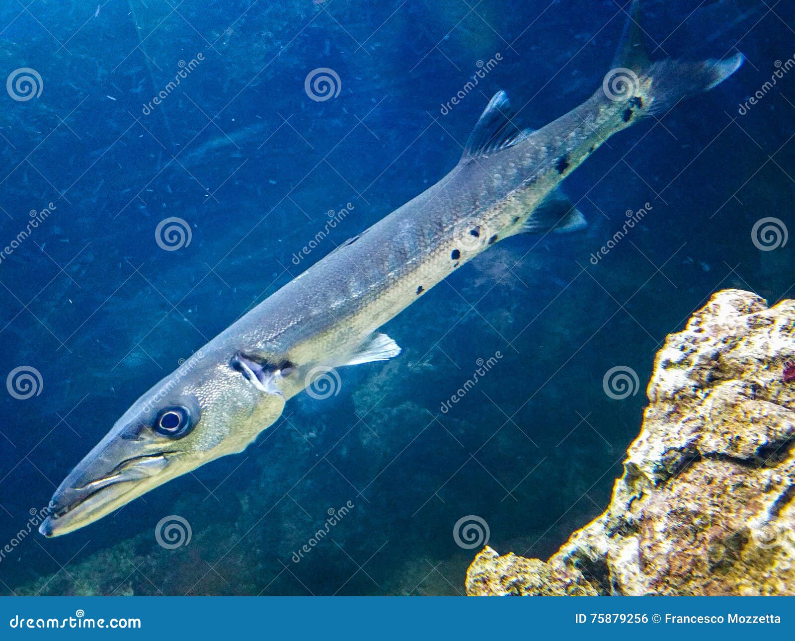 Fish in the sea stock photo. Image of long, fish, fisher - 75879256