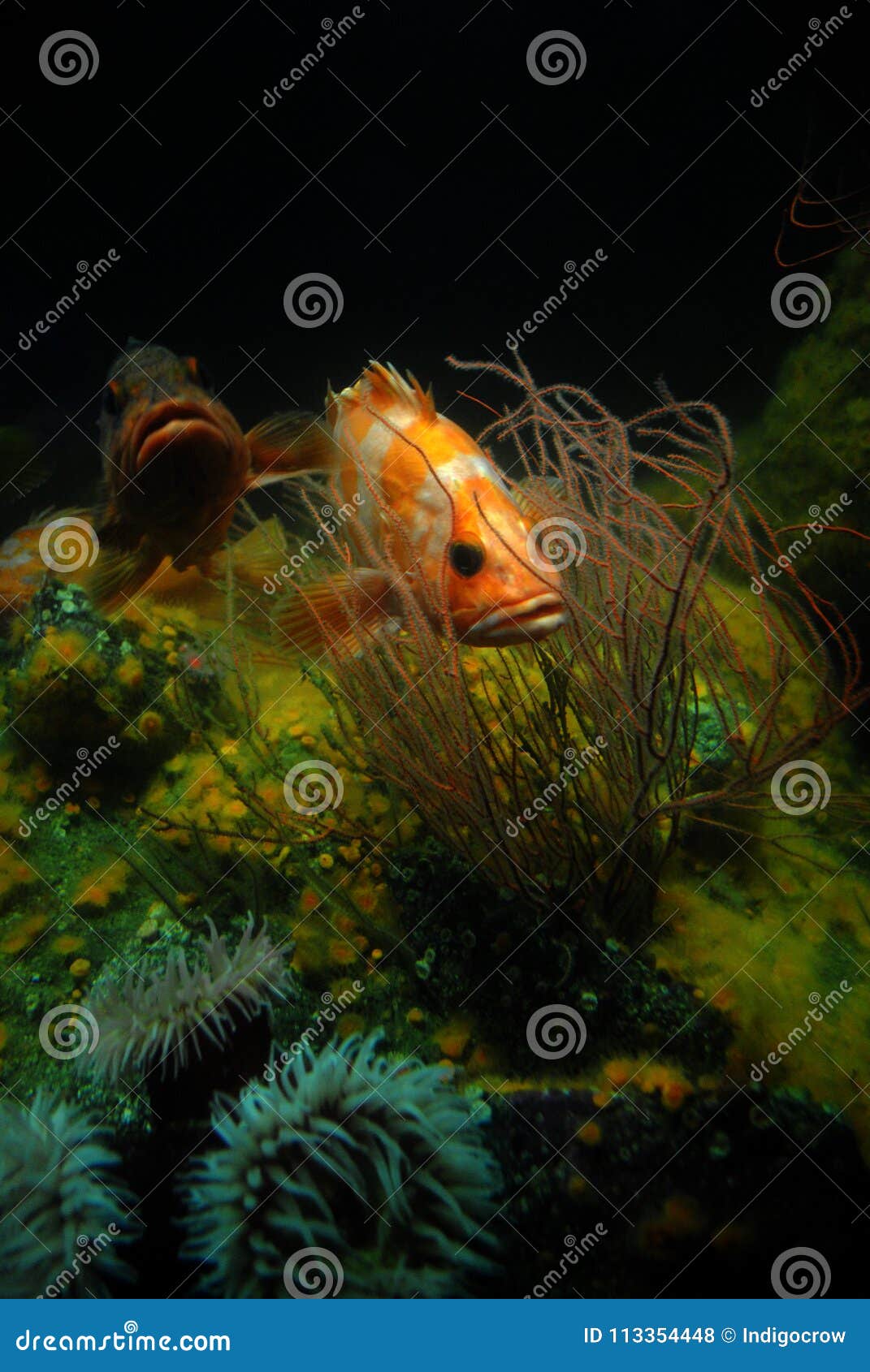 Fish among Sea Grass stock photo. Image of fishes, ocean - 113354448