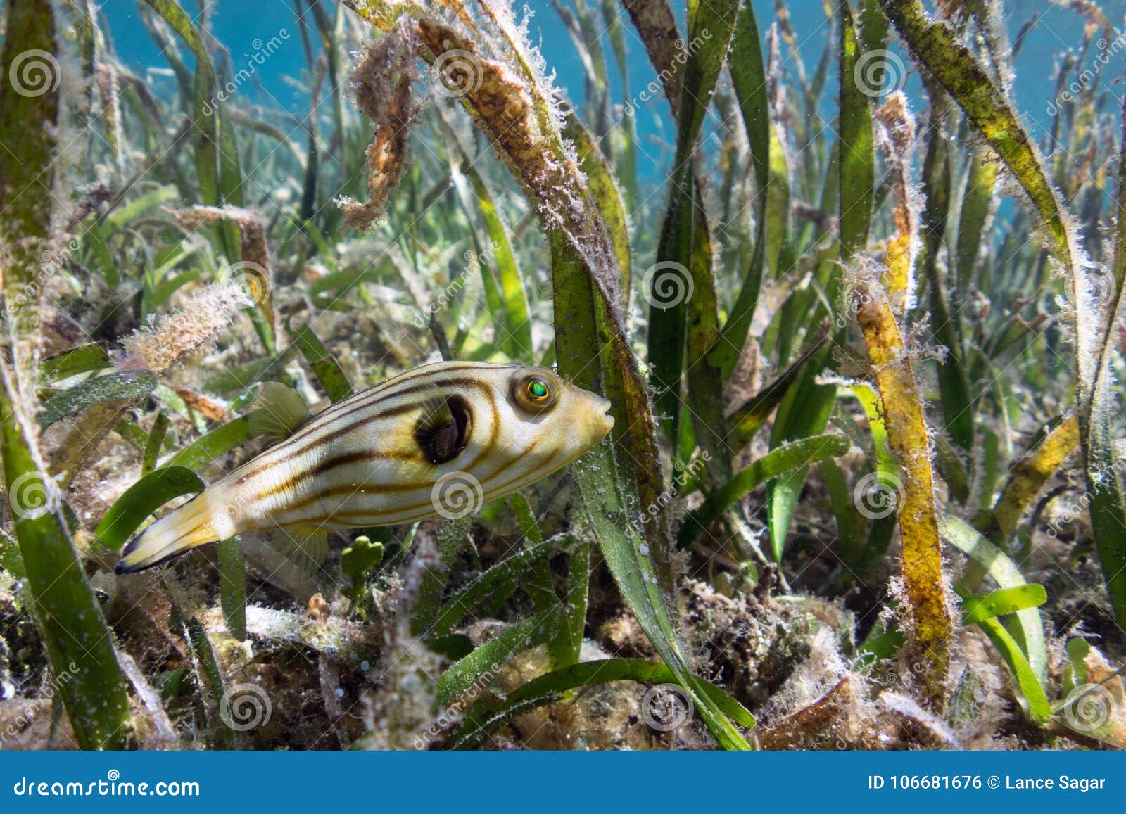 Fish in the Sea Grass stock photo. Image of fish, wildlife - 106681676