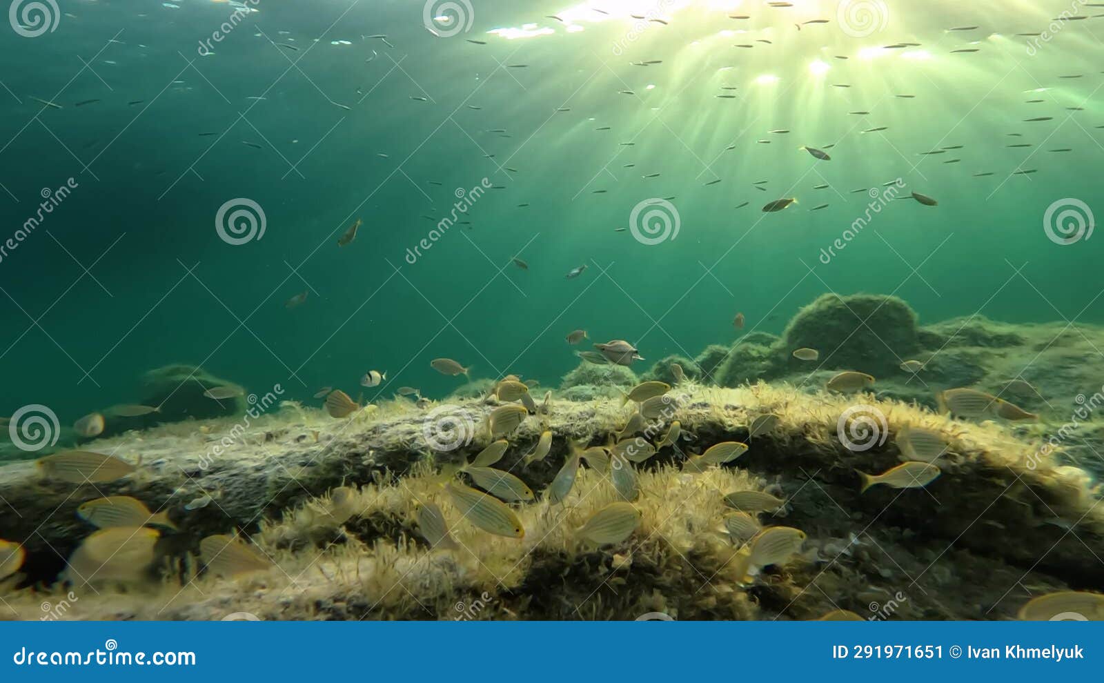 Fish in the Sea Illuminated with Light Stock Video - Video of aquatic ...