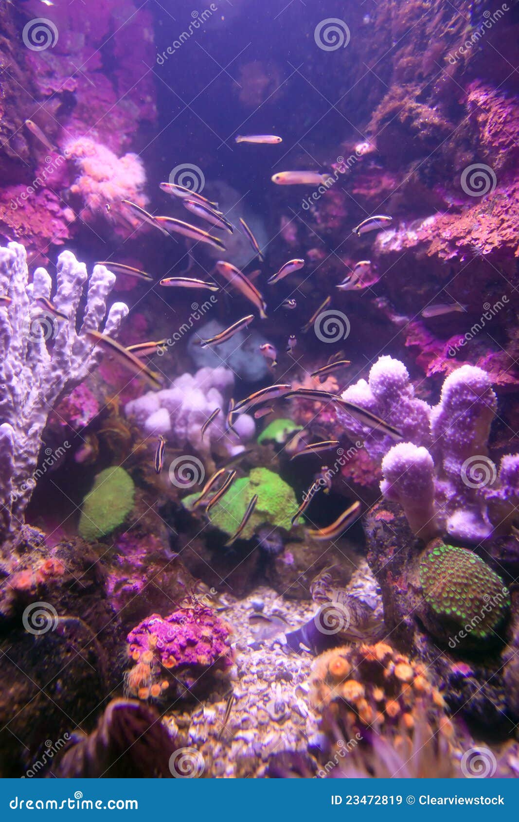 Fish and sea life stock image. Image of ocean, fish, aquarium - 23472819