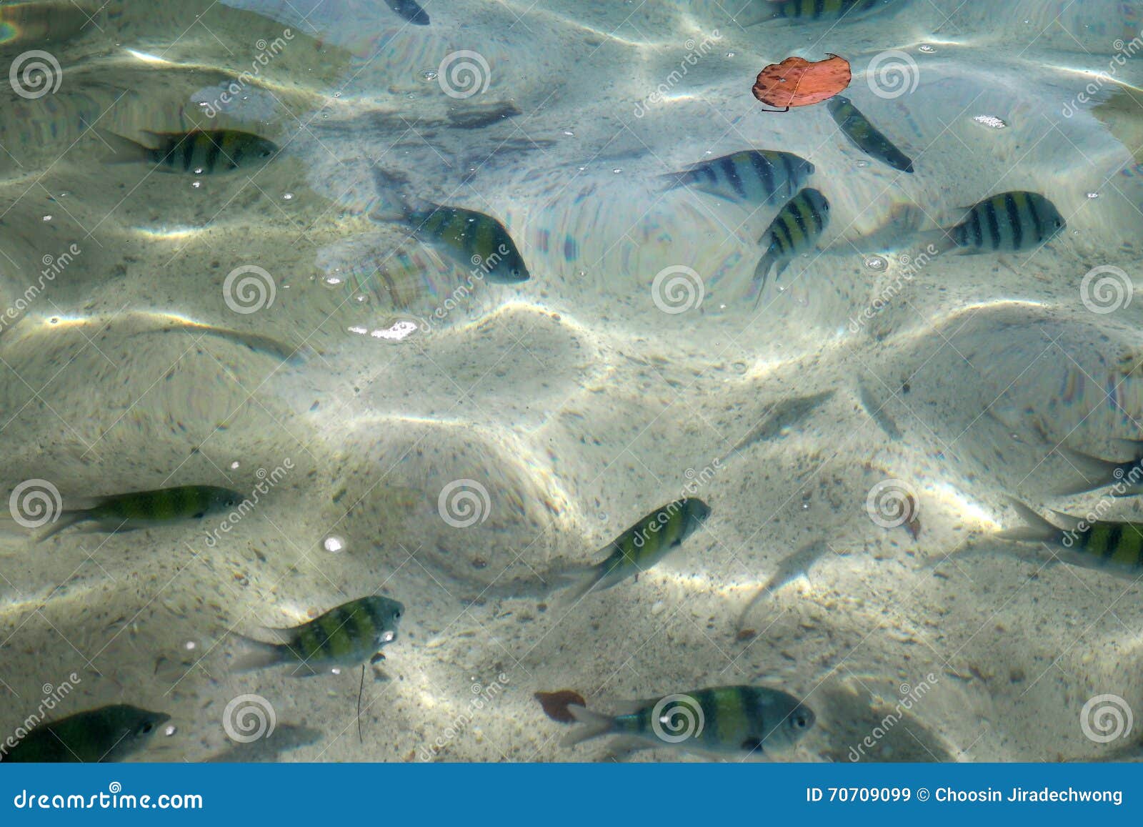 Fish in the sea stock image. Image of shoal, water, aquatic - 70709099