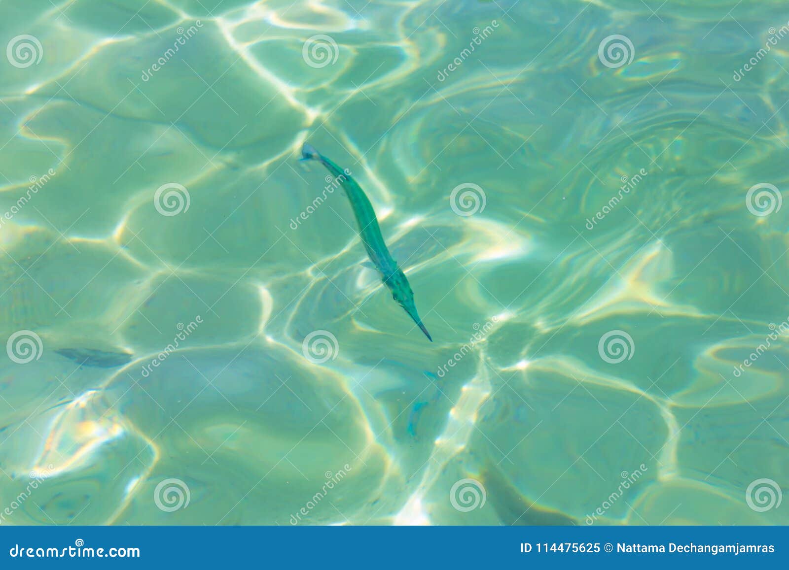 Fish in the Sea at Phi Phi Islands Thailand Stock Image - Image of ...