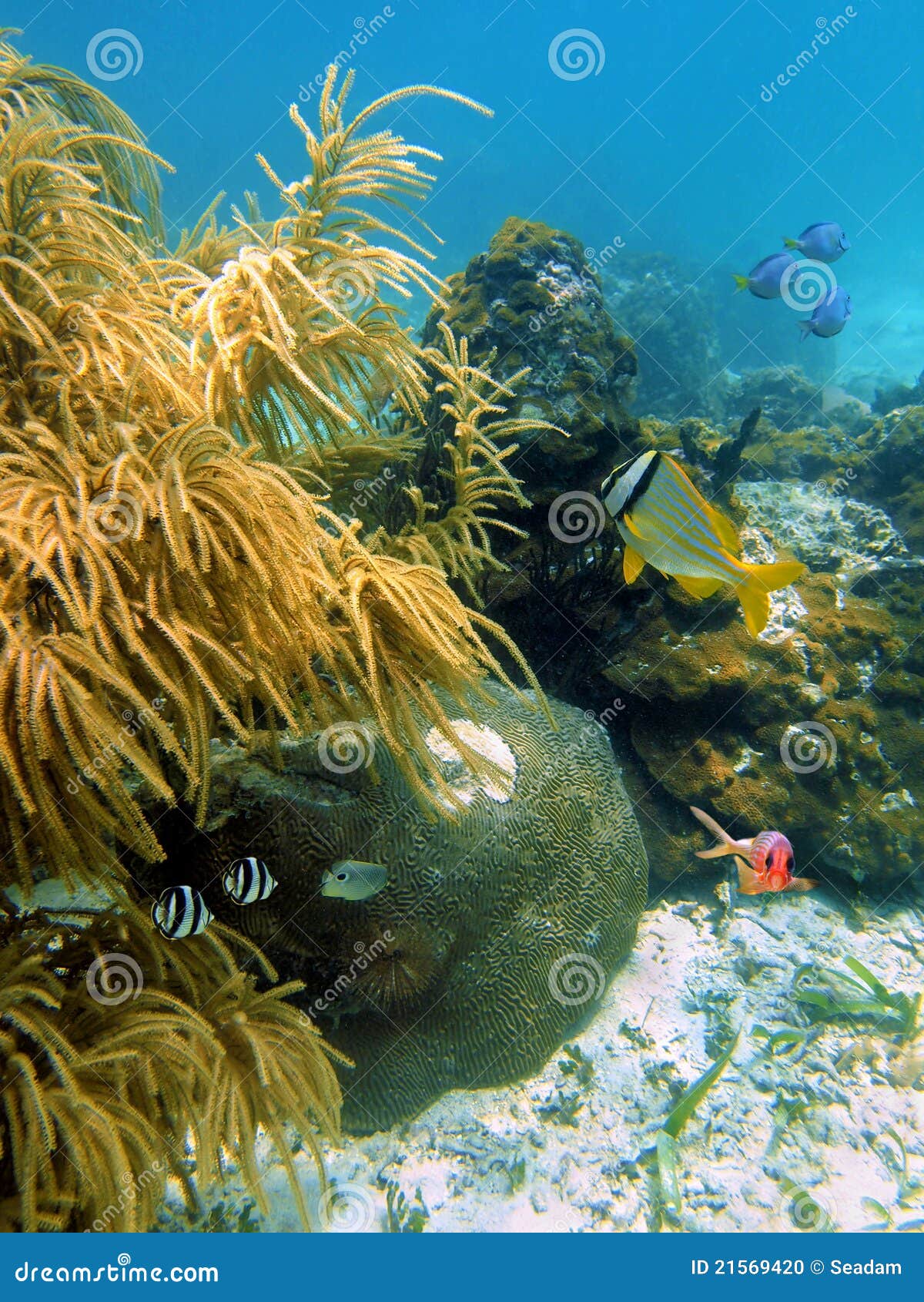 Fish with Sea Plume and Hard Coral Stock Photo - Image of fish, hard ...