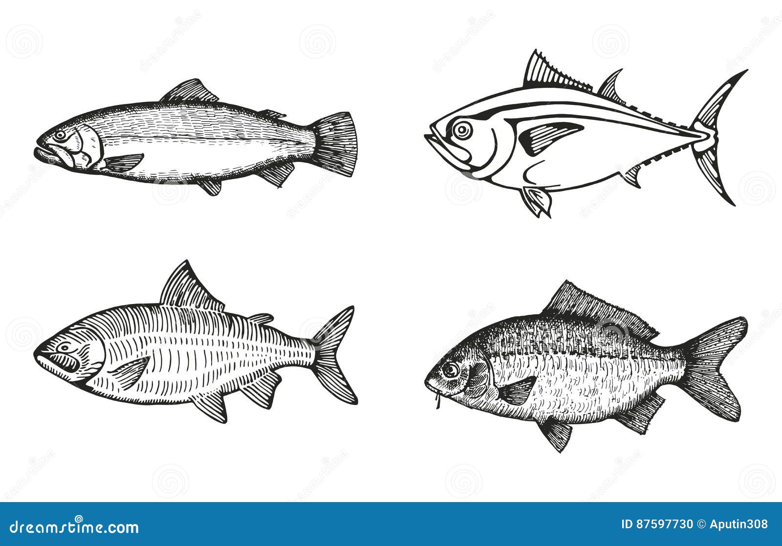 Fish of the Sea and River Set Sketch Vector Stock Vector - Illustration ...