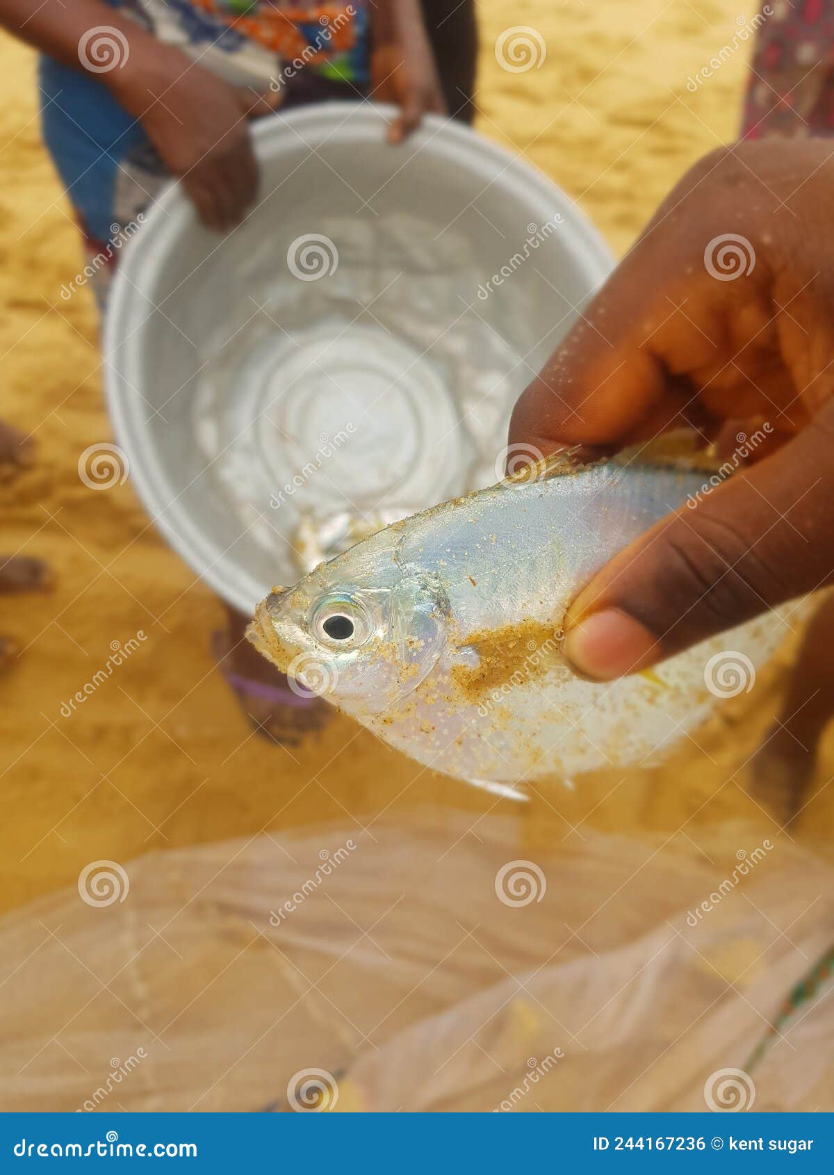 Fish sea sand stock photo. Image of food, fish, invertebrate - 244167236