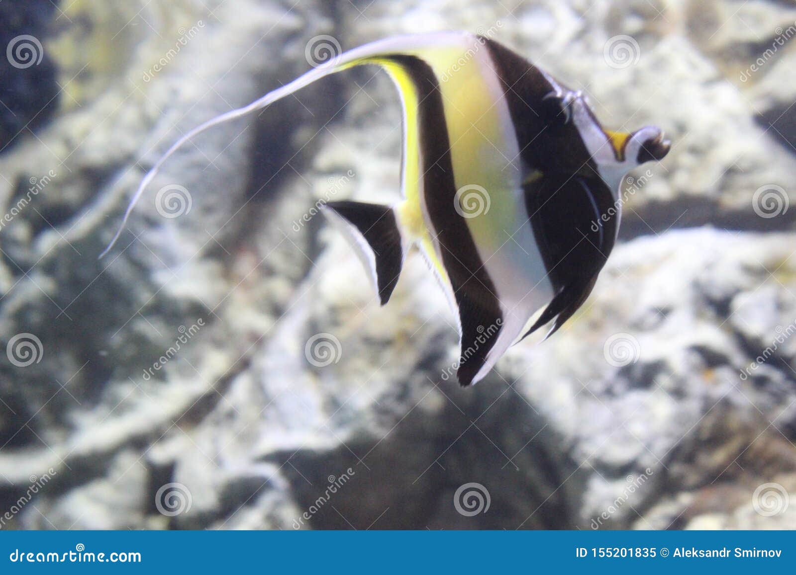 Fish in Sea Water. Beautiful, Colorful Views Stock Image - Image of ...